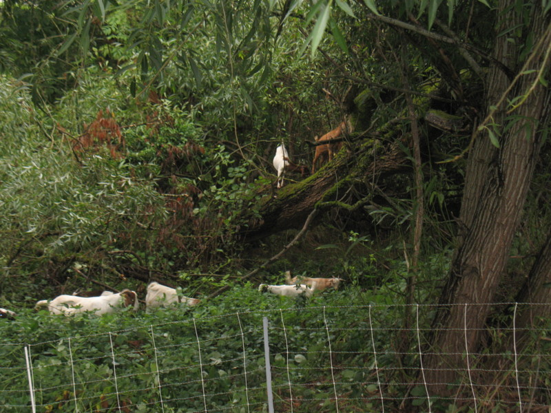 Goat Rental for Vegetation in Washington State