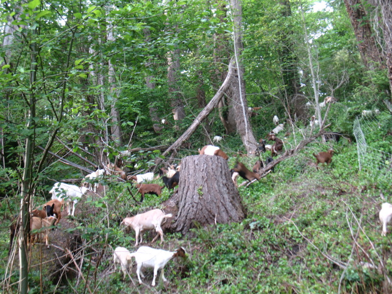 Goat Rental for Vegetation in Washington State